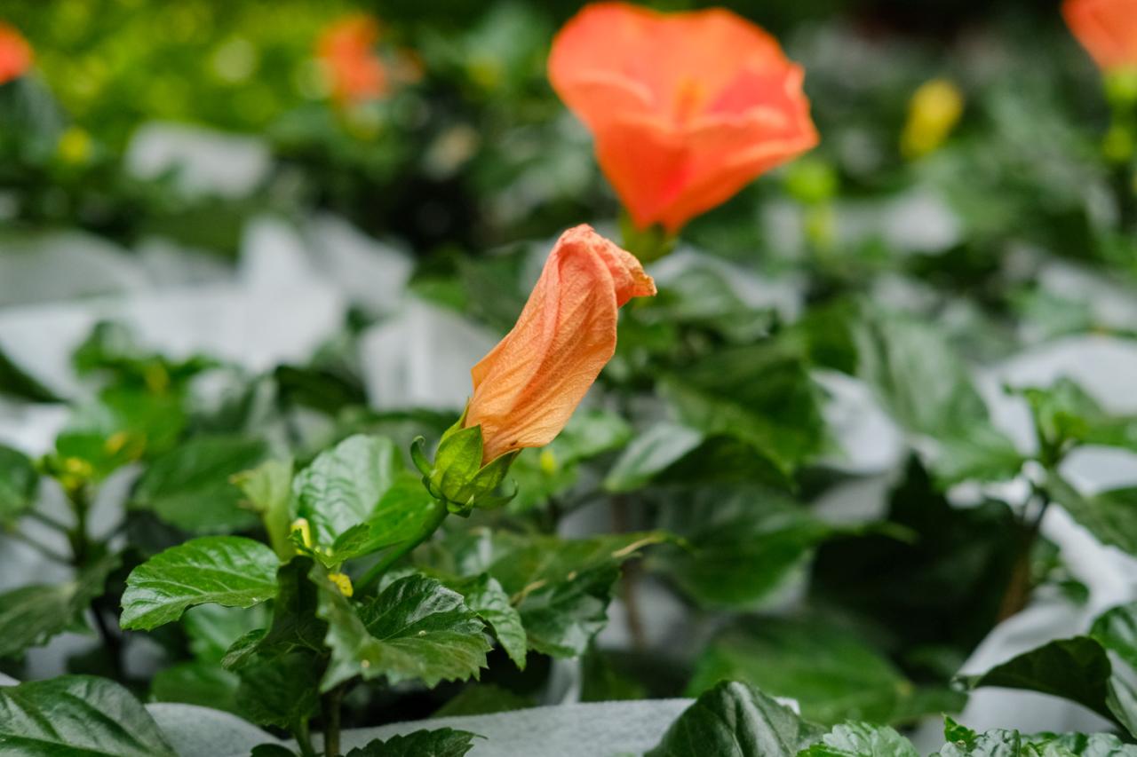 Fusang's farming method and precaution - Flower Cultivation