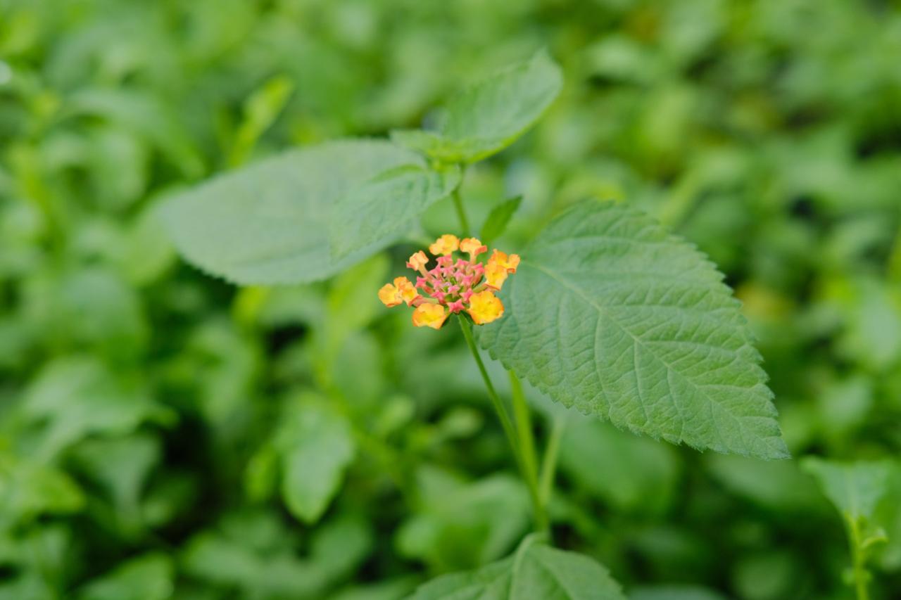 Is the five-color plum and a five-color flower? - Flower Cultivation