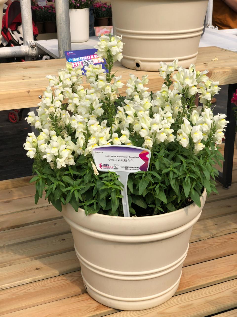 Goldfish grass variety - Flower Cultivation