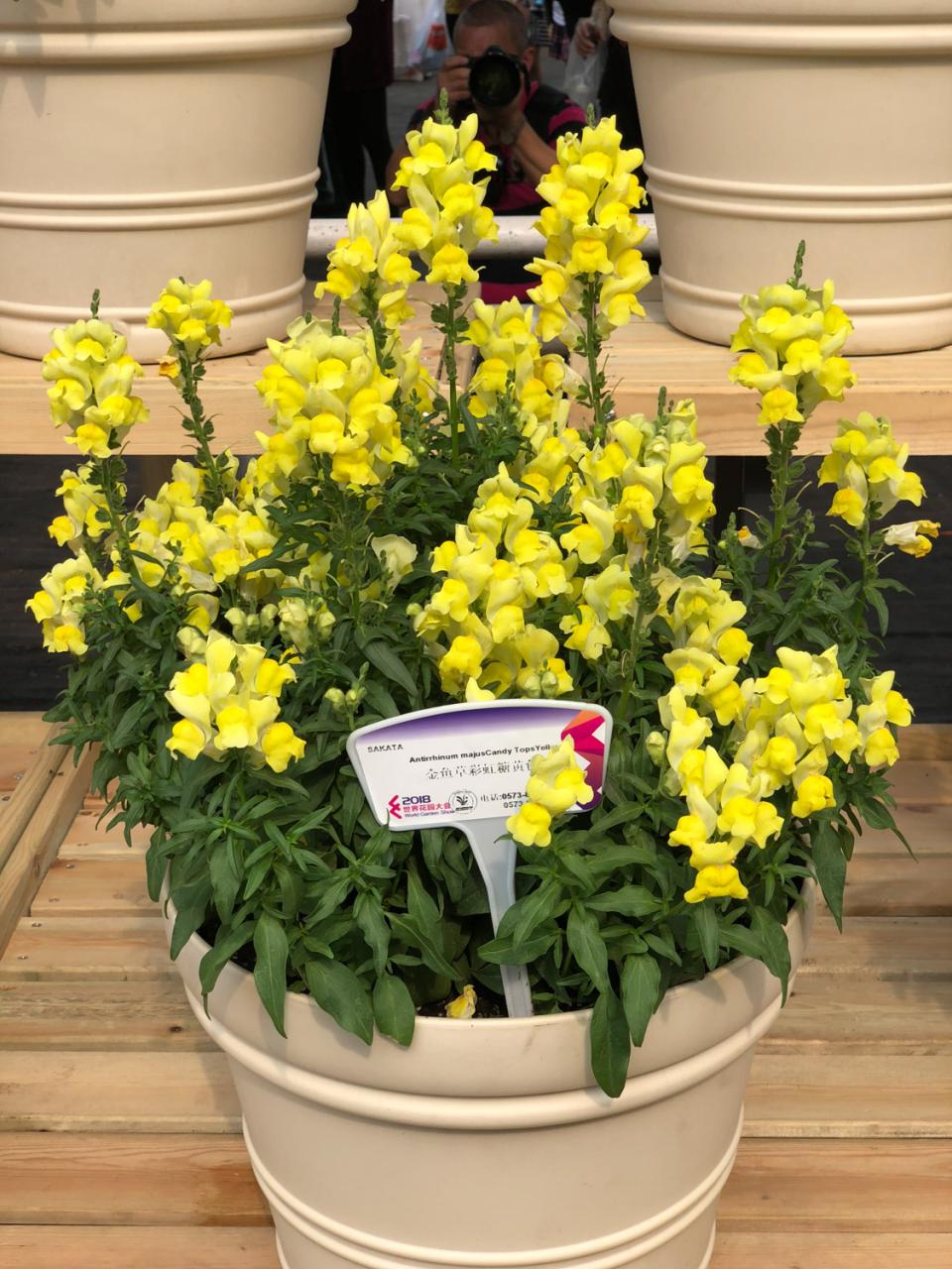 Goldfish grass breeding method - Flower Cultivation