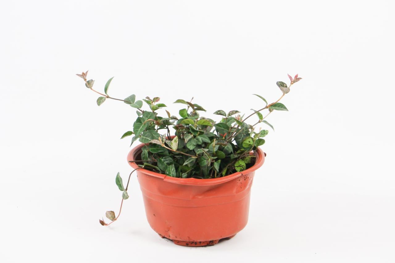 The beauty of stone - Flower Cultivation