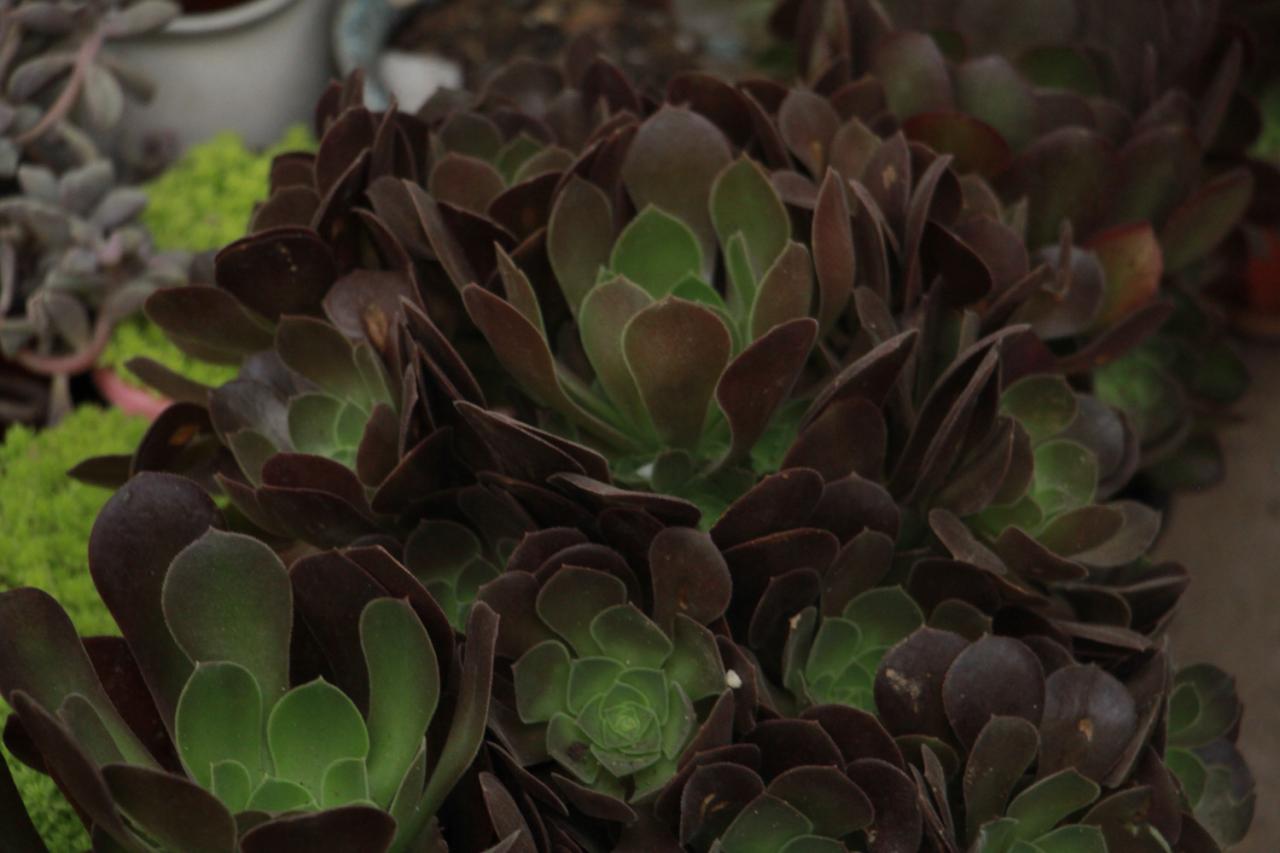 Black Master Variety - Flower Cultivation