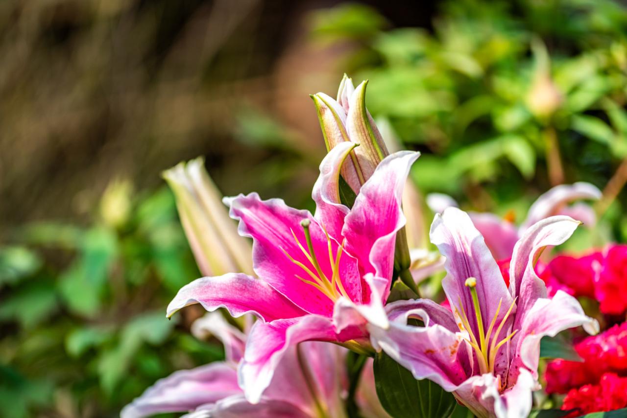 Bloom lily flower - Flower Cultivation