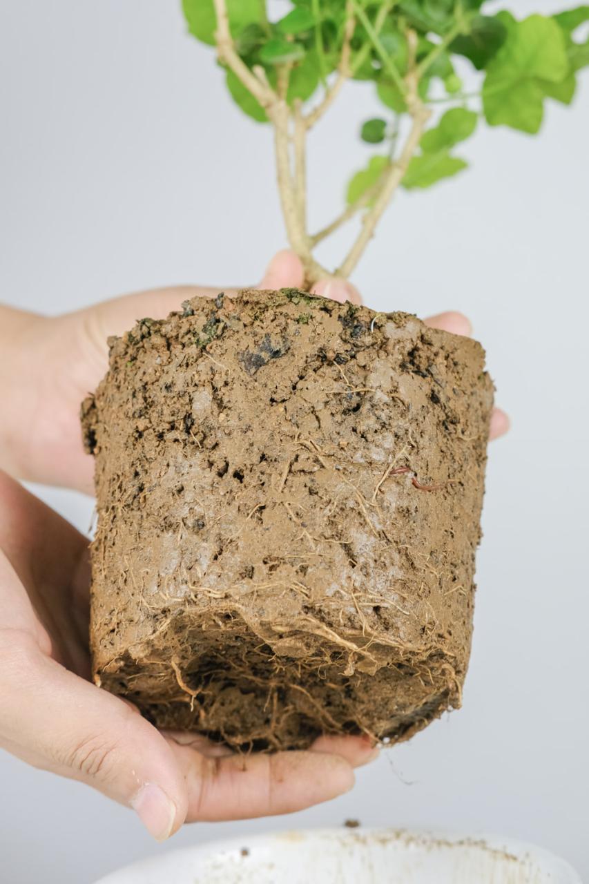 Management of potted jasmine cutting - Flower Cultivation