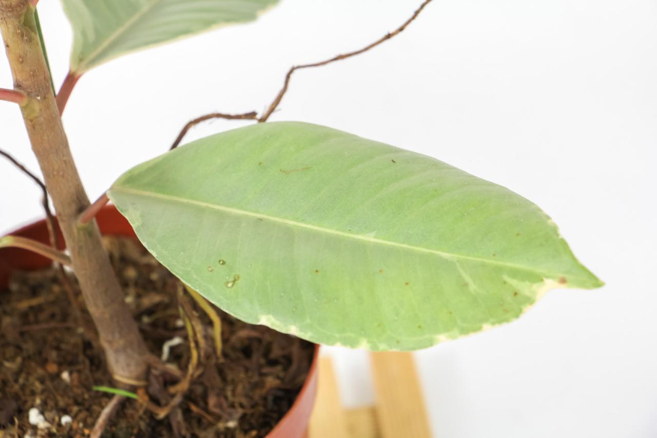 Rubber tree breeding method and precautions - Flower Cultivation