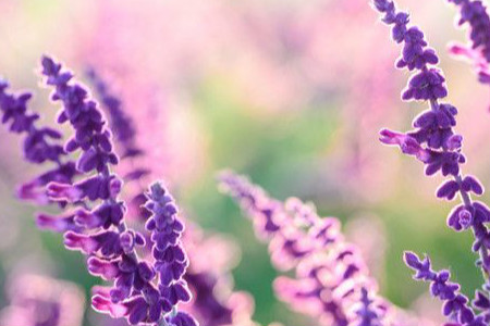 How to distinguish between piston and sage - Flower Cultivation