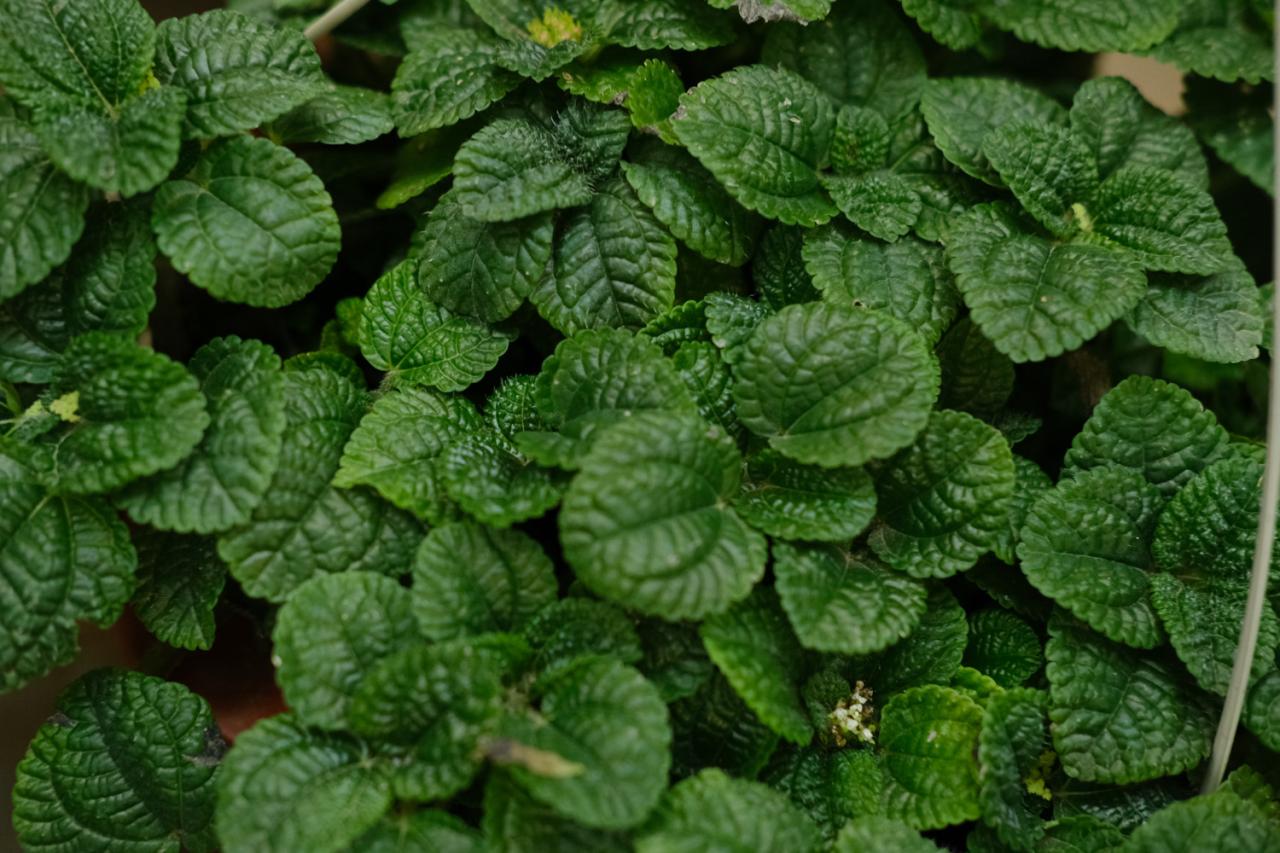 Do you want to bloom with drugs? - Flower Cultivation