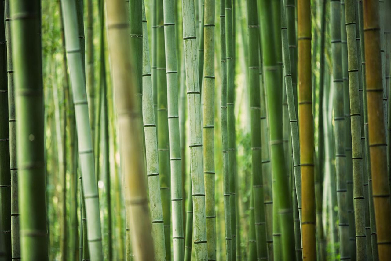 Bamboo classification - Flower Cultivation