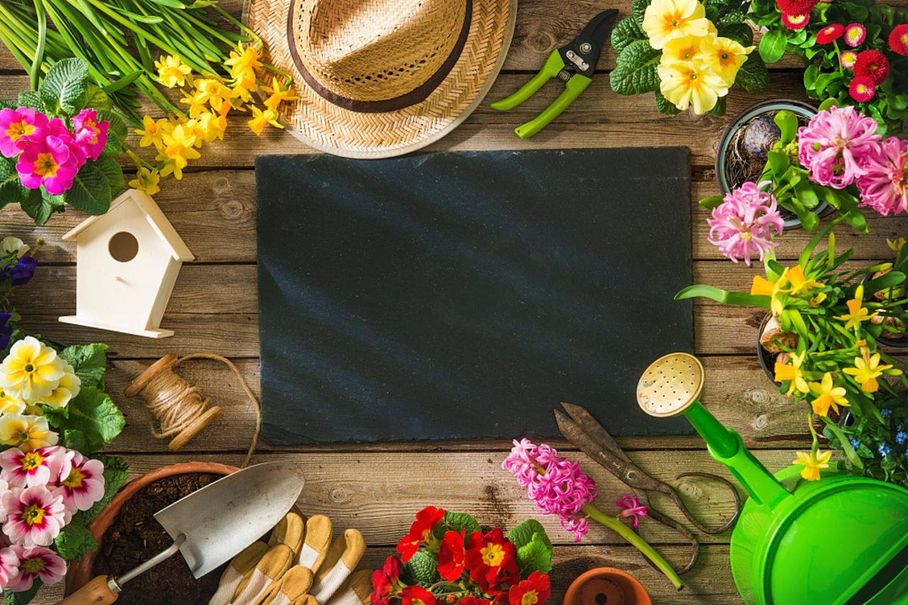 Common flower seeds to germination method - Flower Cultivation