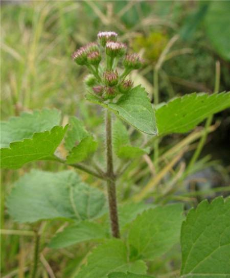 The difference between Huoxiang thistle and fake stinky grass - Flower ...