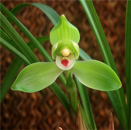 What is the difference between Moran and Chunlan?Look at the flowers ...