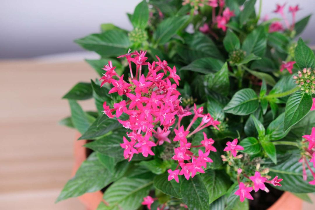 Five -star flower breeding methods and precautions - Flower Cultivation