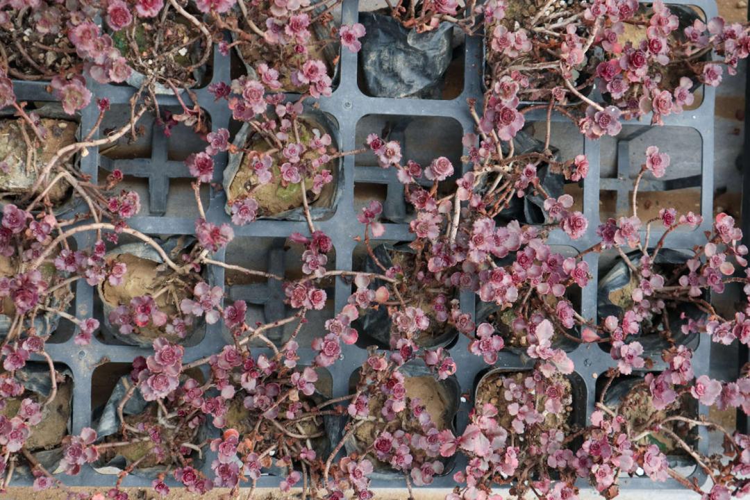 The breeding method and precautions of small ball roses - Flower ...