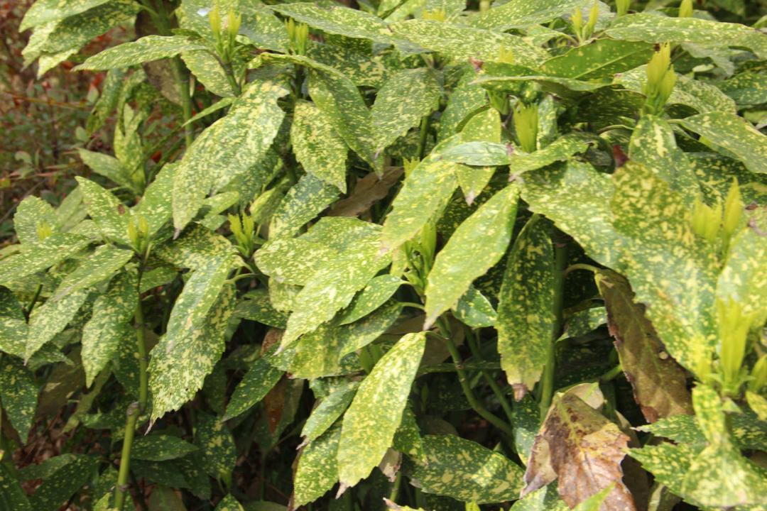 The efficacy and role of sprinkle Jin Rong - Flower Cultivation