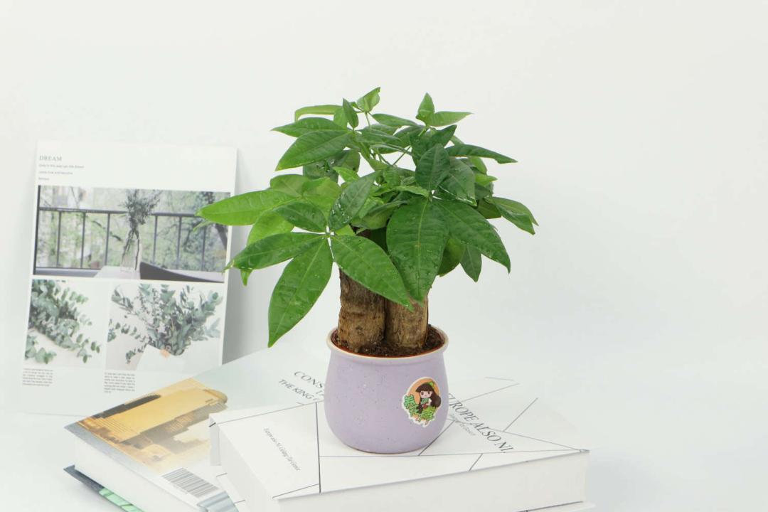 What are the main varieties of fortune trees - Flower Cultivation