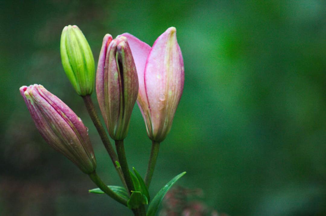 Why should Lily flowers take off the flower - Flower Cultivation