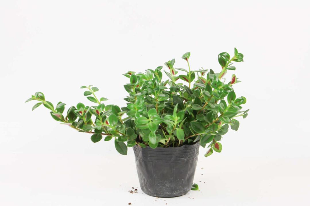 Goldfish Schilan varieties - Flower Cultivation