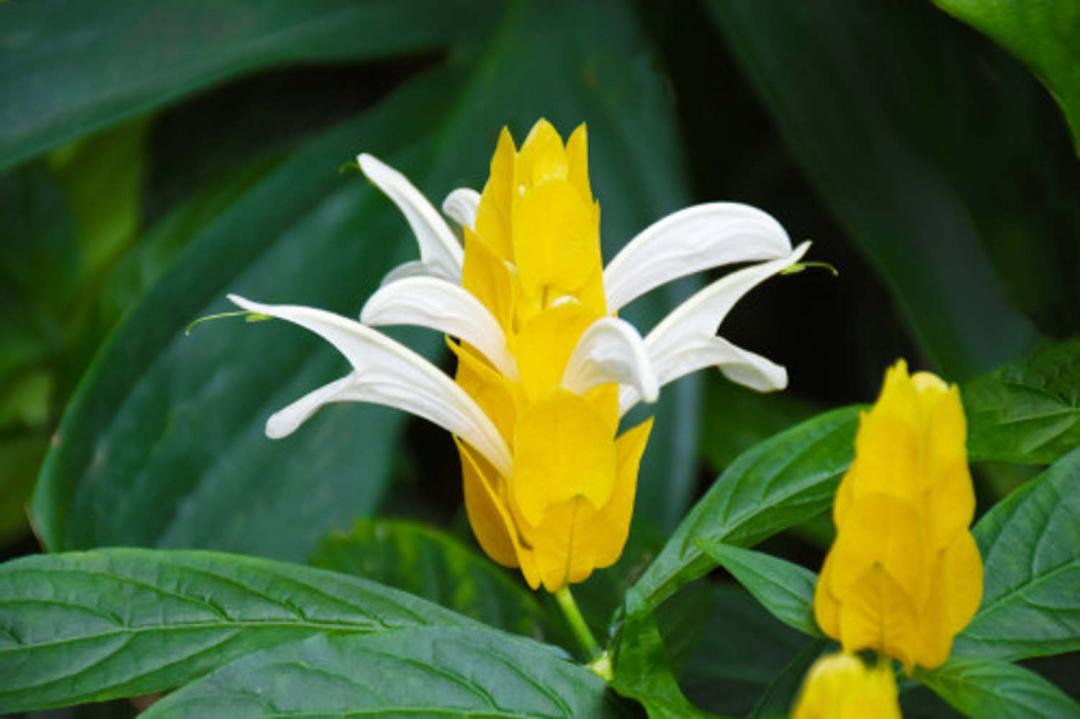 Golden Bud Flower - Flower Cultivation